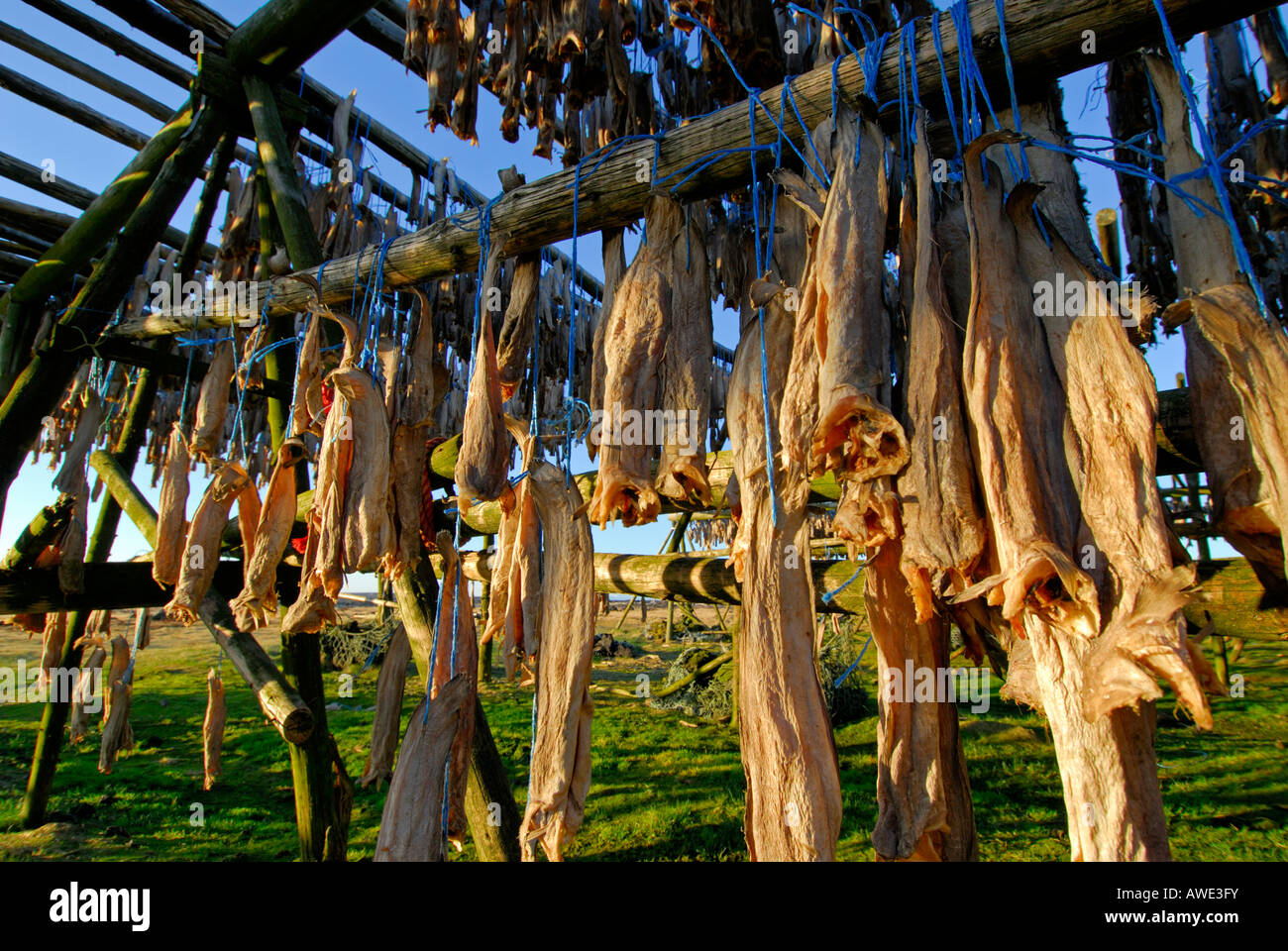 Atlantic cods Gadus morhua hanging on drying rack Iceland Stock Photo ...