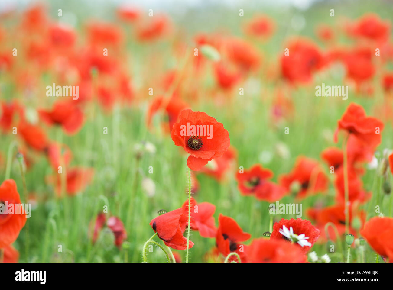 english poppy field Stock Photo - Alamy