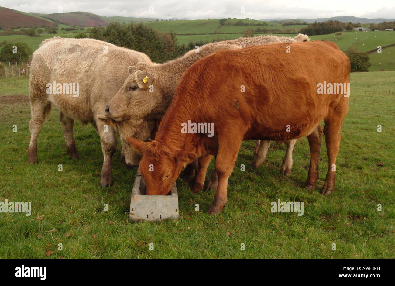 Close-up shot of beef cattle in field from metal trough Stock Photo - Alamy
