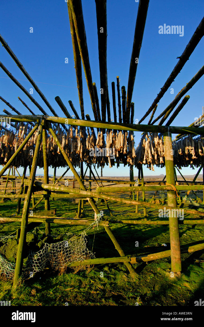 Traditional open air fish drying to make Hardfiskur Iceland Stock Photo ...
