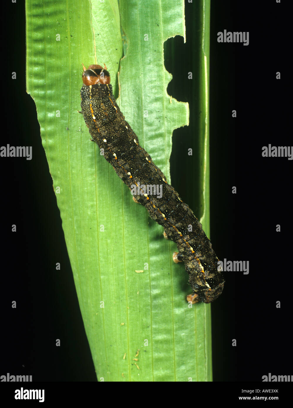 Spodoptera High Resolution Stock Photography and Images - Alamy