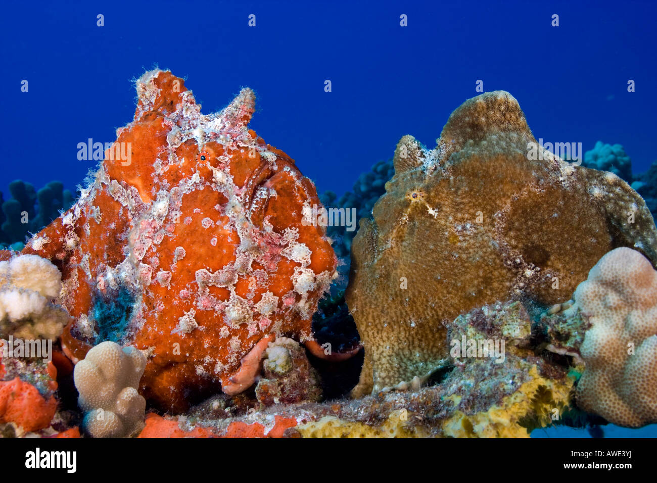 Commerson's Frogfish, Antennarius commersoni, Hawaii Stock Photo - Alamy