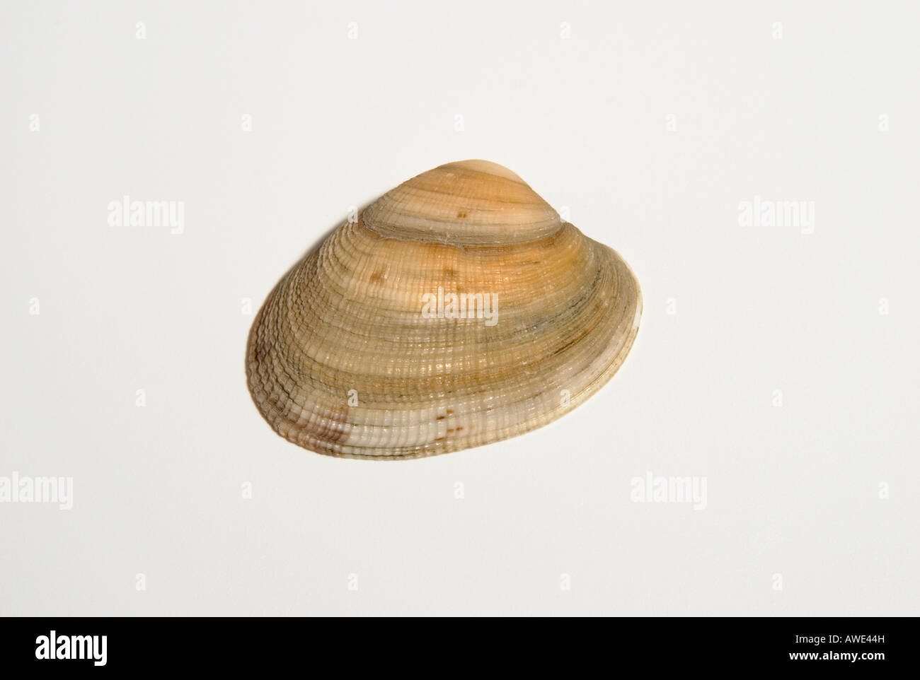 clam on white background Stock Photo - Alamy