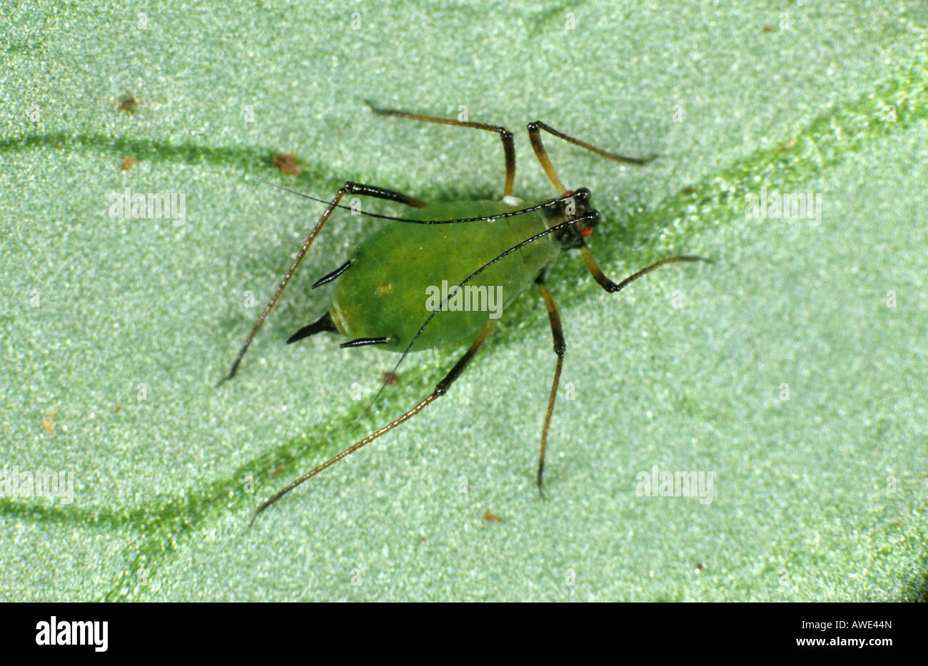 Wingless aphid hi-res stock photography and images - Alamy