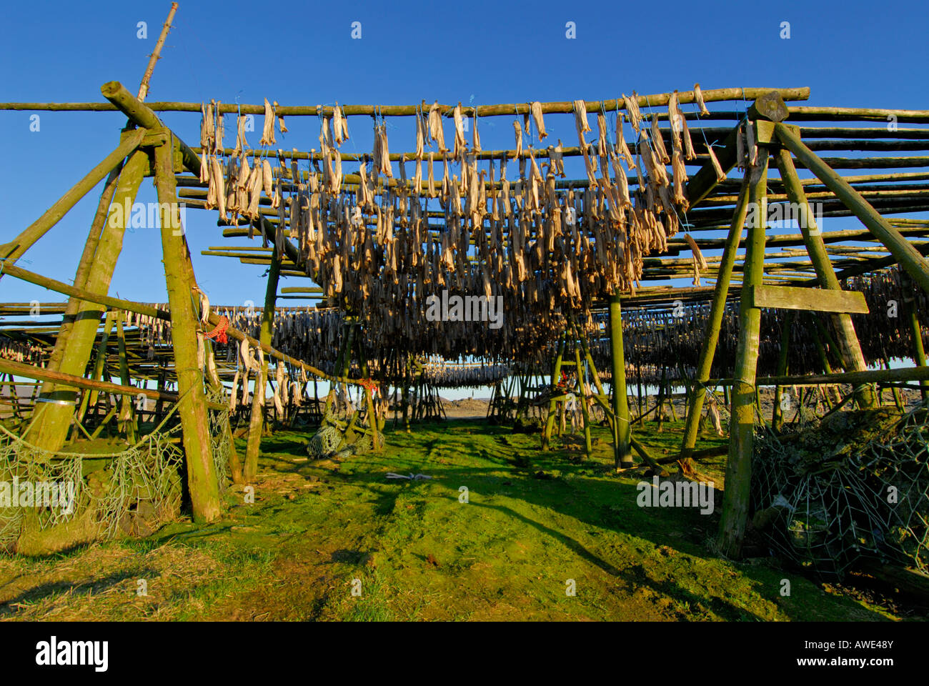 Traditional open air fish drying to make Hardfiskur Iceland Stock Photo ...