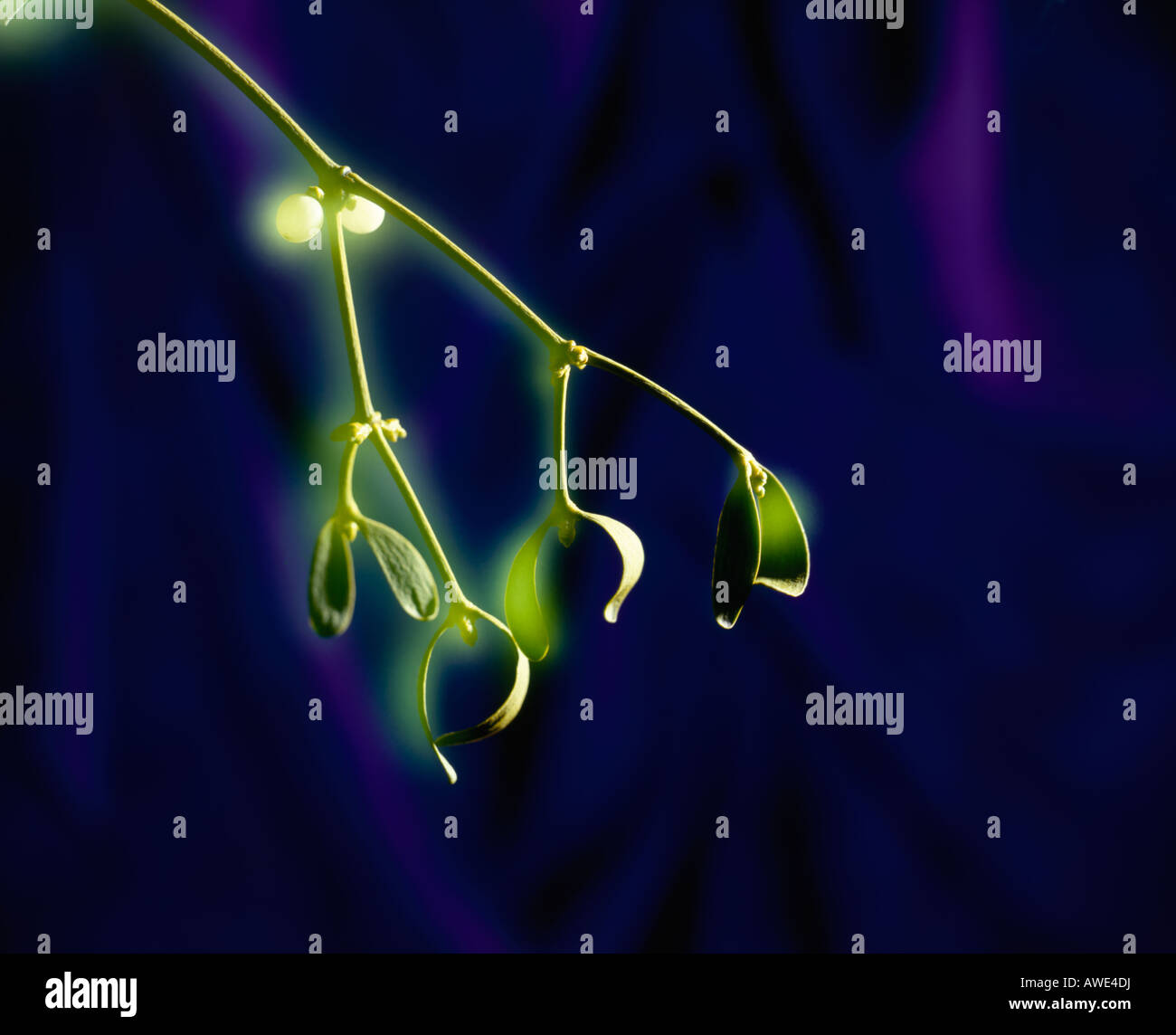 Mistletoe with berries and leaves hi-res stock photography and images ...