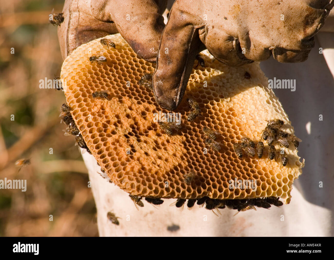 Bee Keeper pointing to a honeycomb from a Bee Hive Stock Photo - Alamy