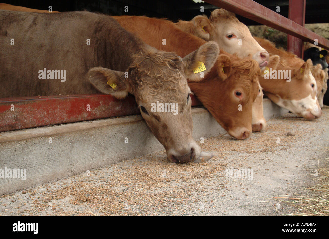 Long row of beef cattle feeding through open-sided farm shed Stock ...