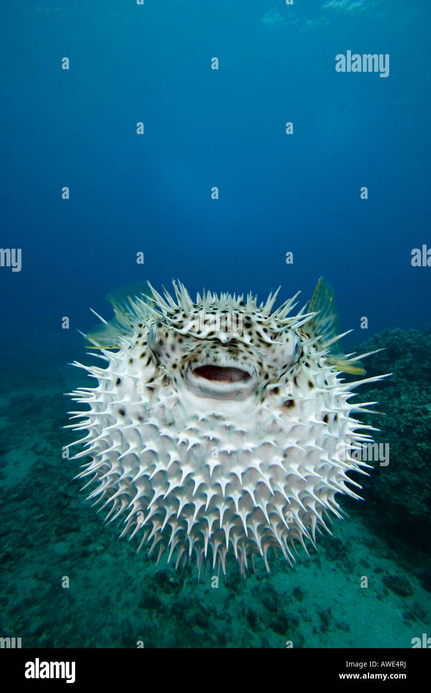 The spotted porcupinefish, Diodon hystrix, feed primarily at night on ...