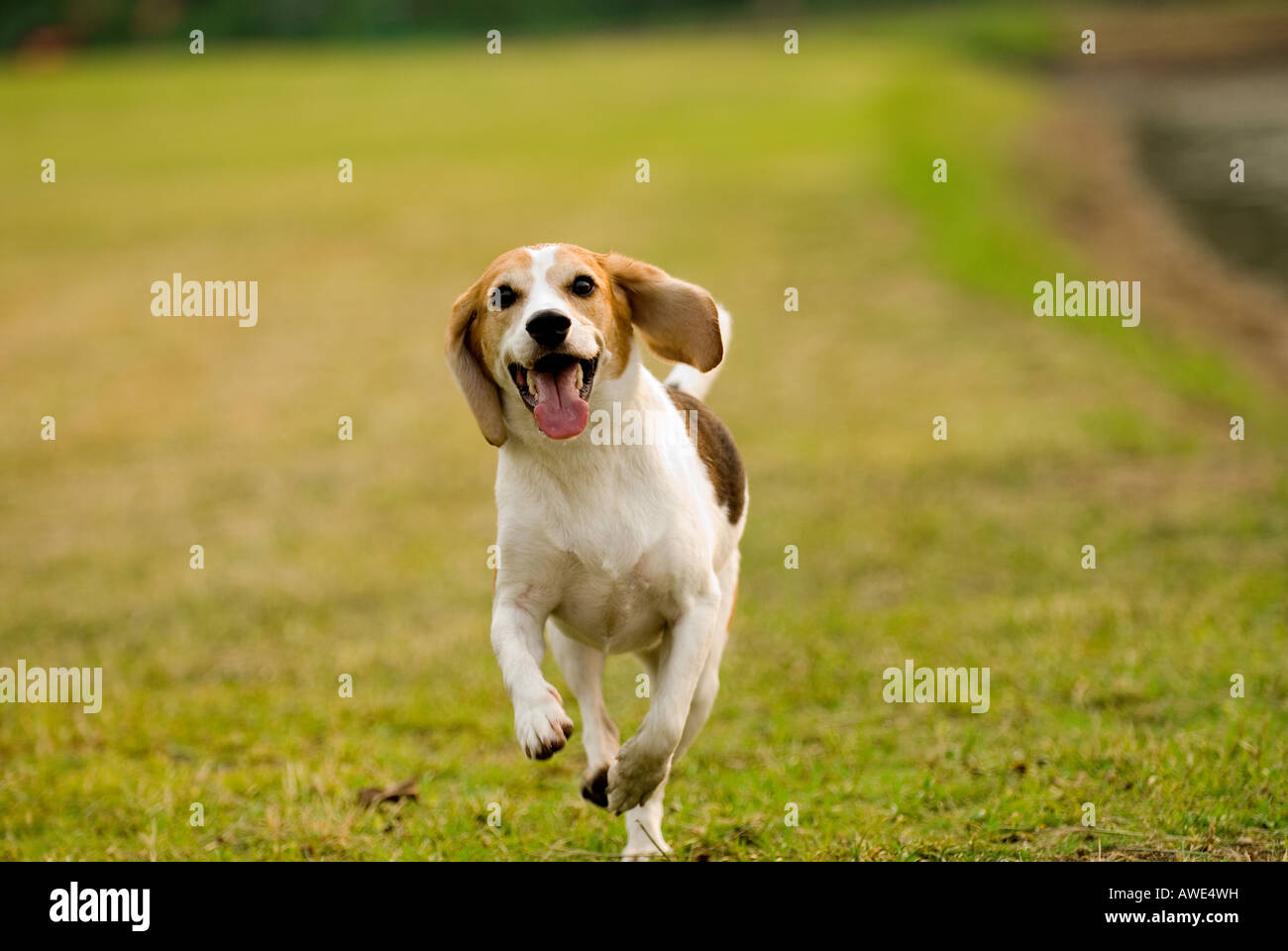 Beagle Cutie High Resolution Stock Photography and Images - Alamy