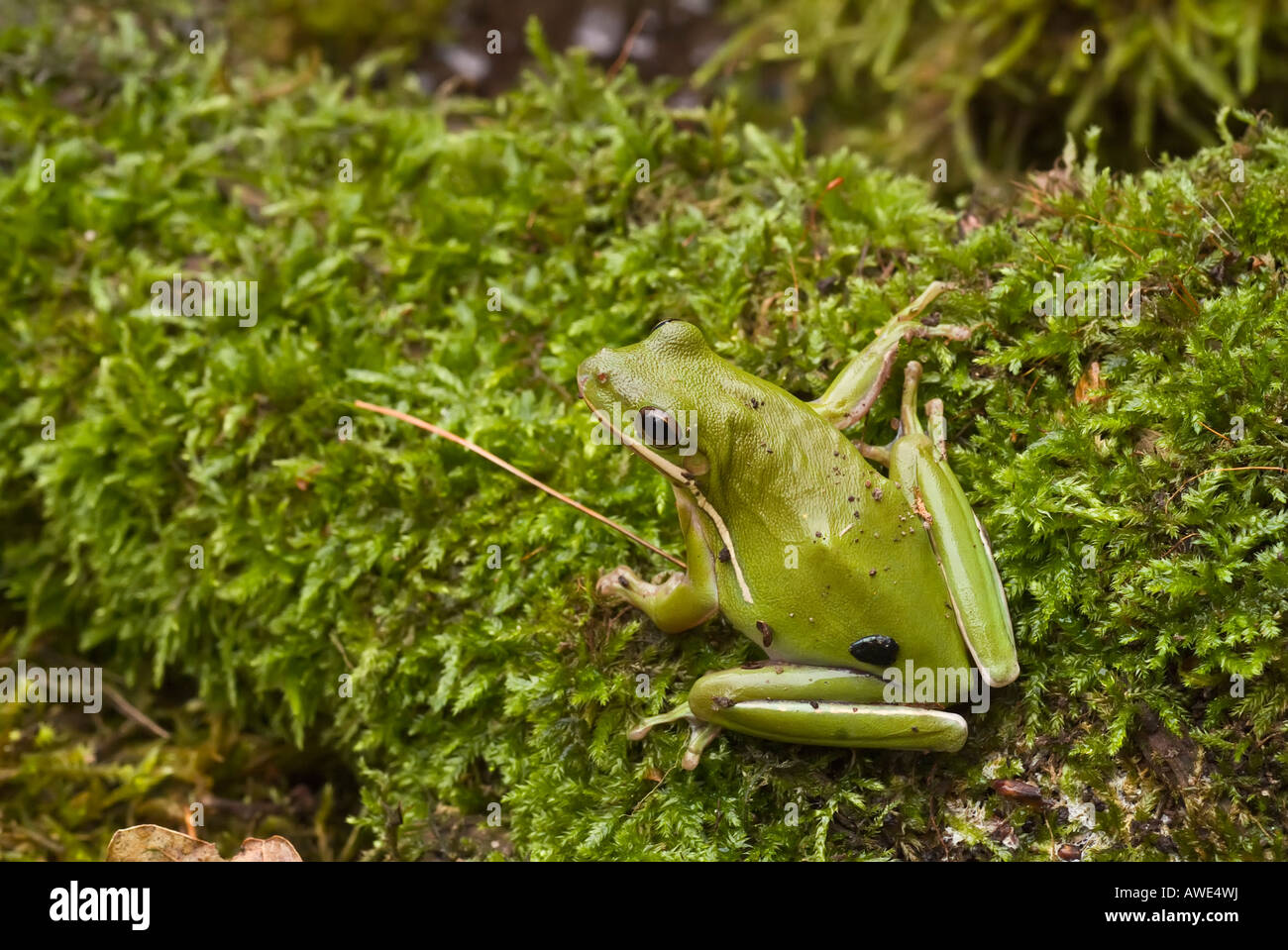 The green tree frog, Hyla cinerea, is a common species in the southern ...