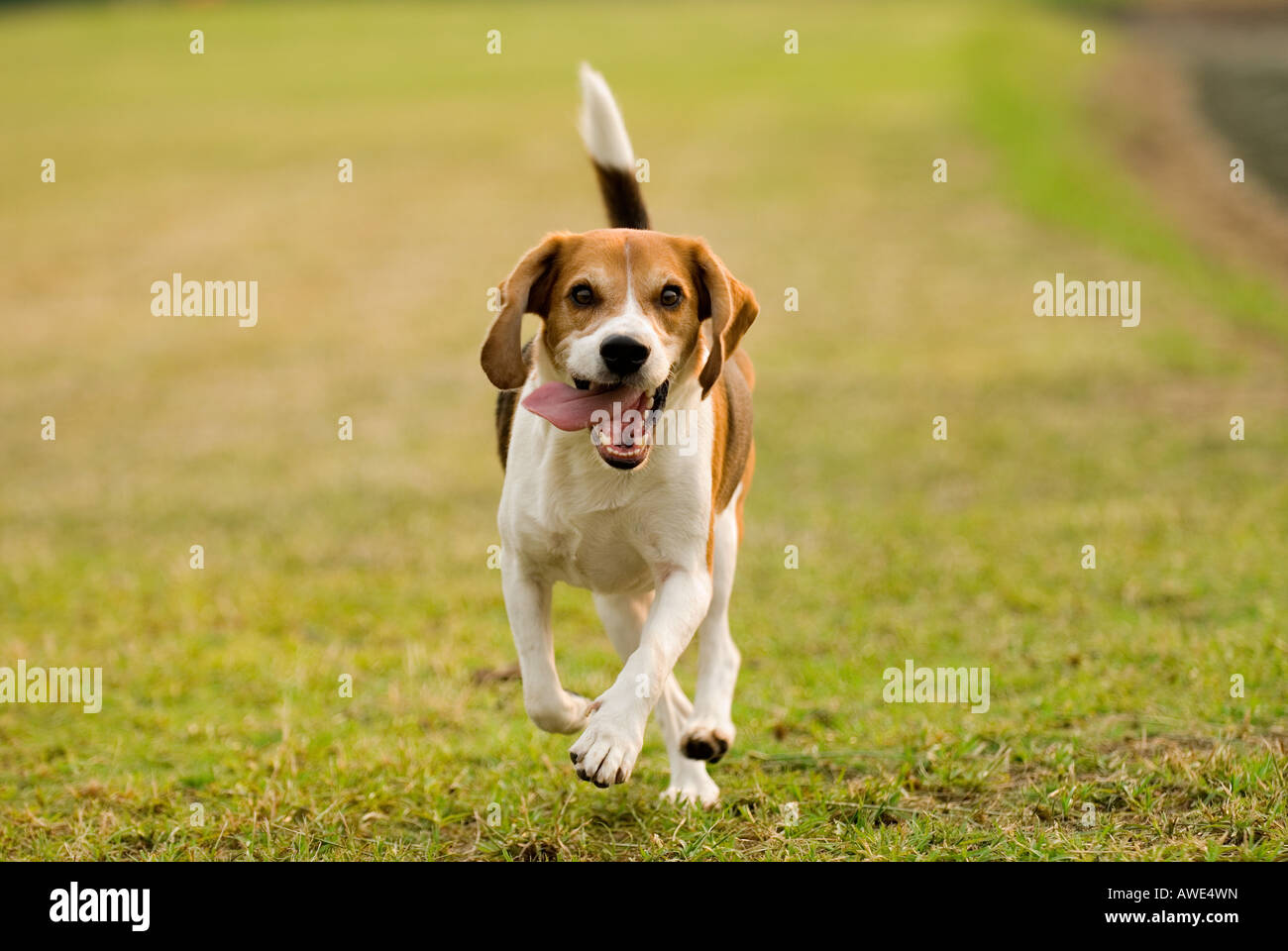 Beagle Cutie High Resolution Stock Photography and Images - Alamy