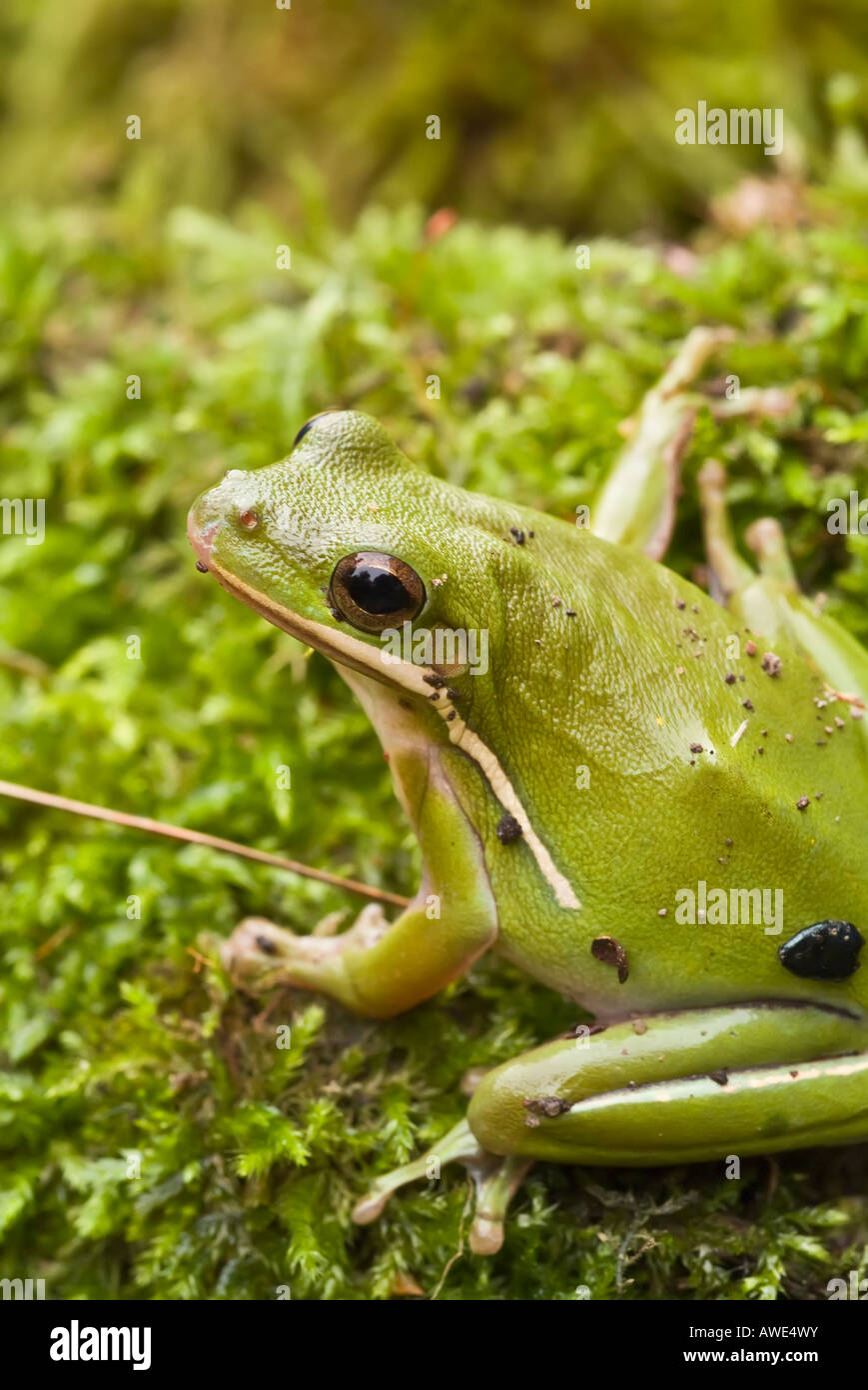 The green tree frog, Hyla cinerea, is a common species in the southern ...