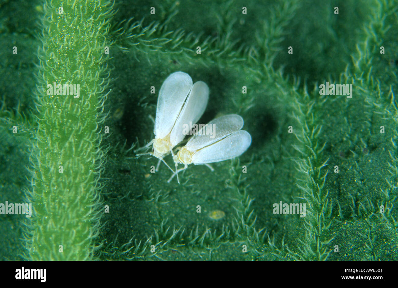 Whitefly hi-res stock photography and images - Alamy
