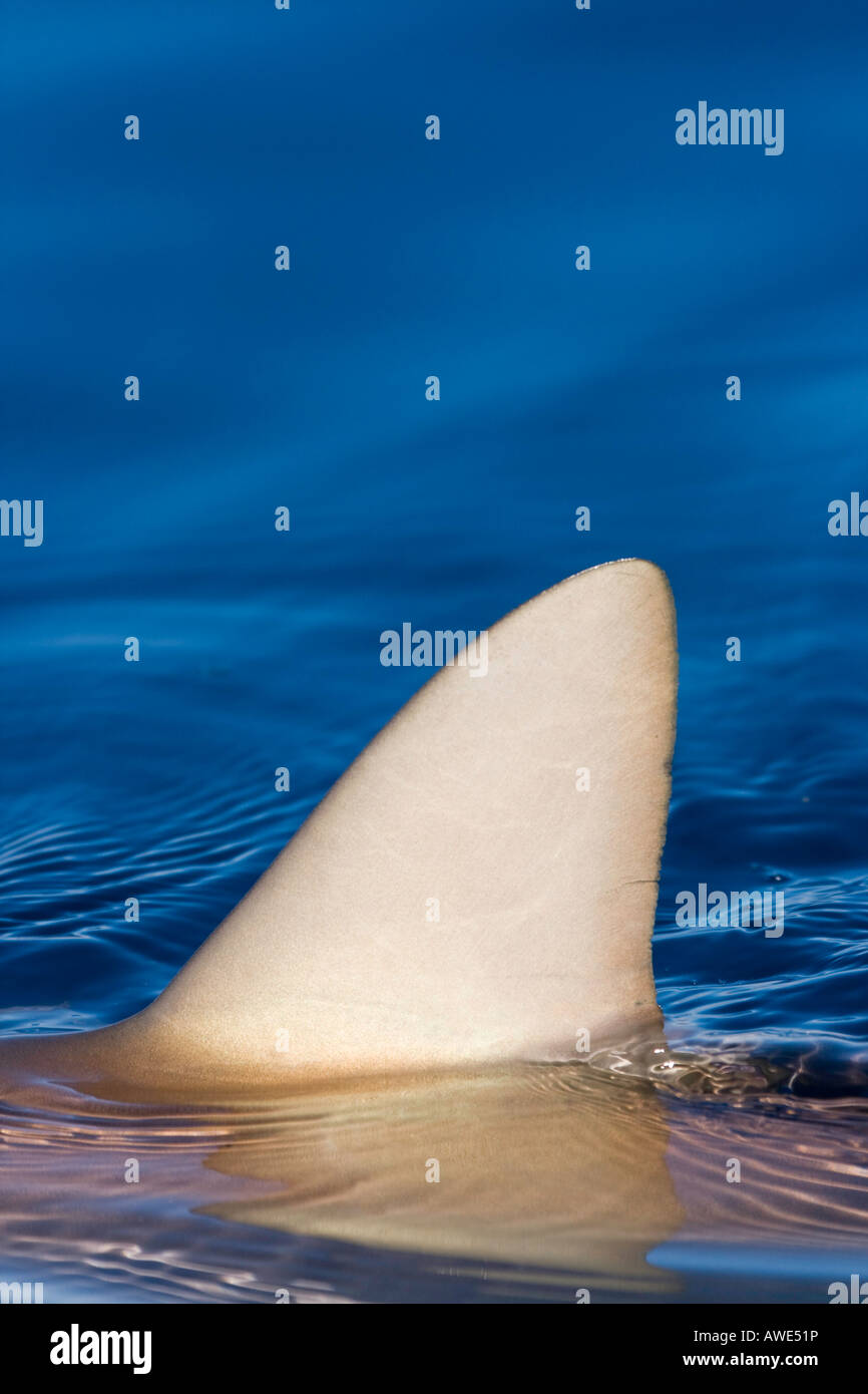 The dorsal fin of a grey reef shark, Carcharhinus amblyrhynchos, breaks ...