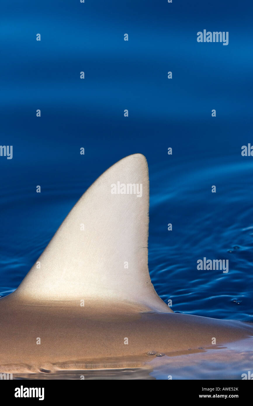 The dorsal fin of a grey reef shark, Carcharhinus amblyrhynchos, breaks ...