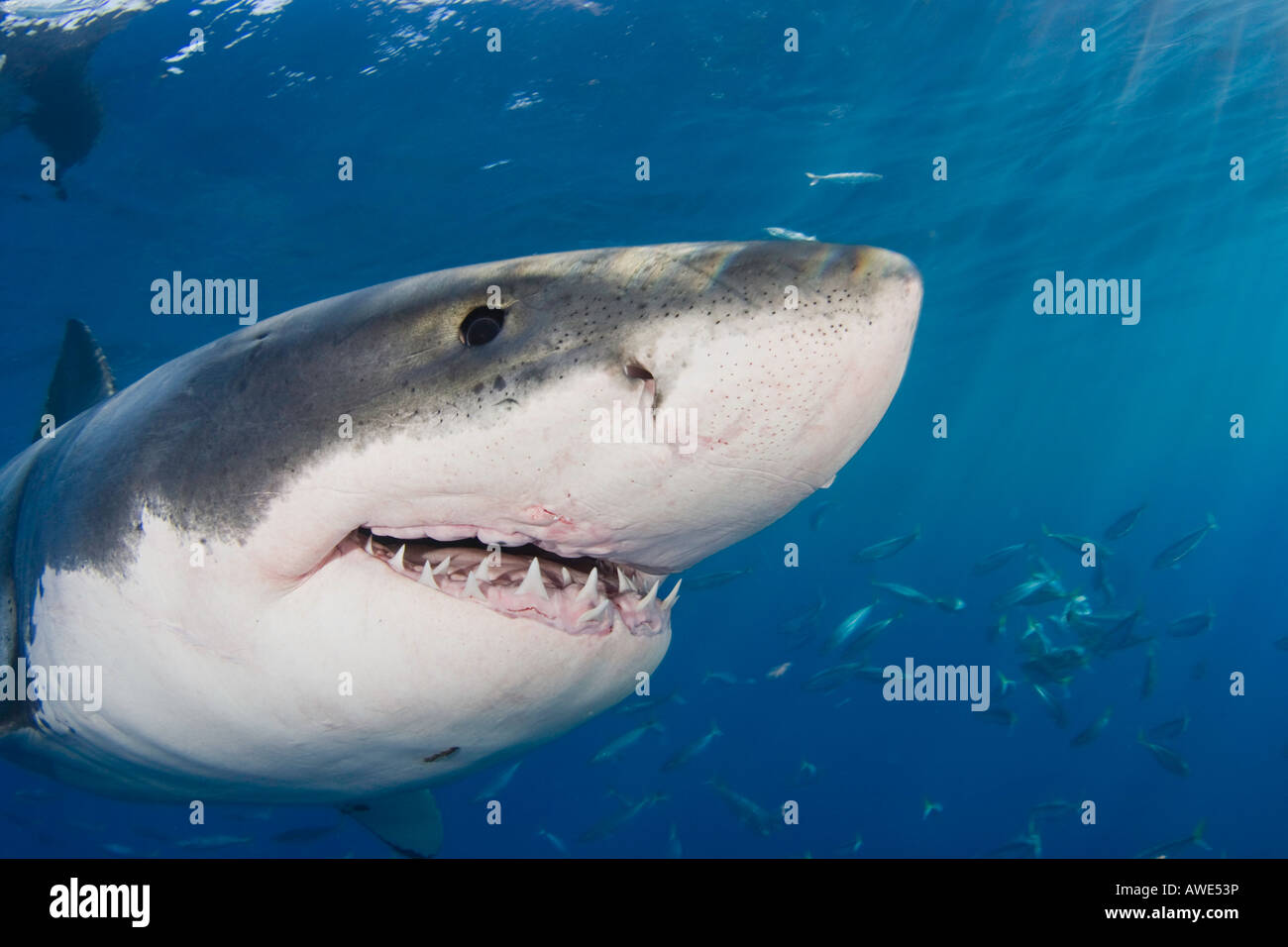 Great white shark teeth jaws hi-res stock photography and images - Alamy