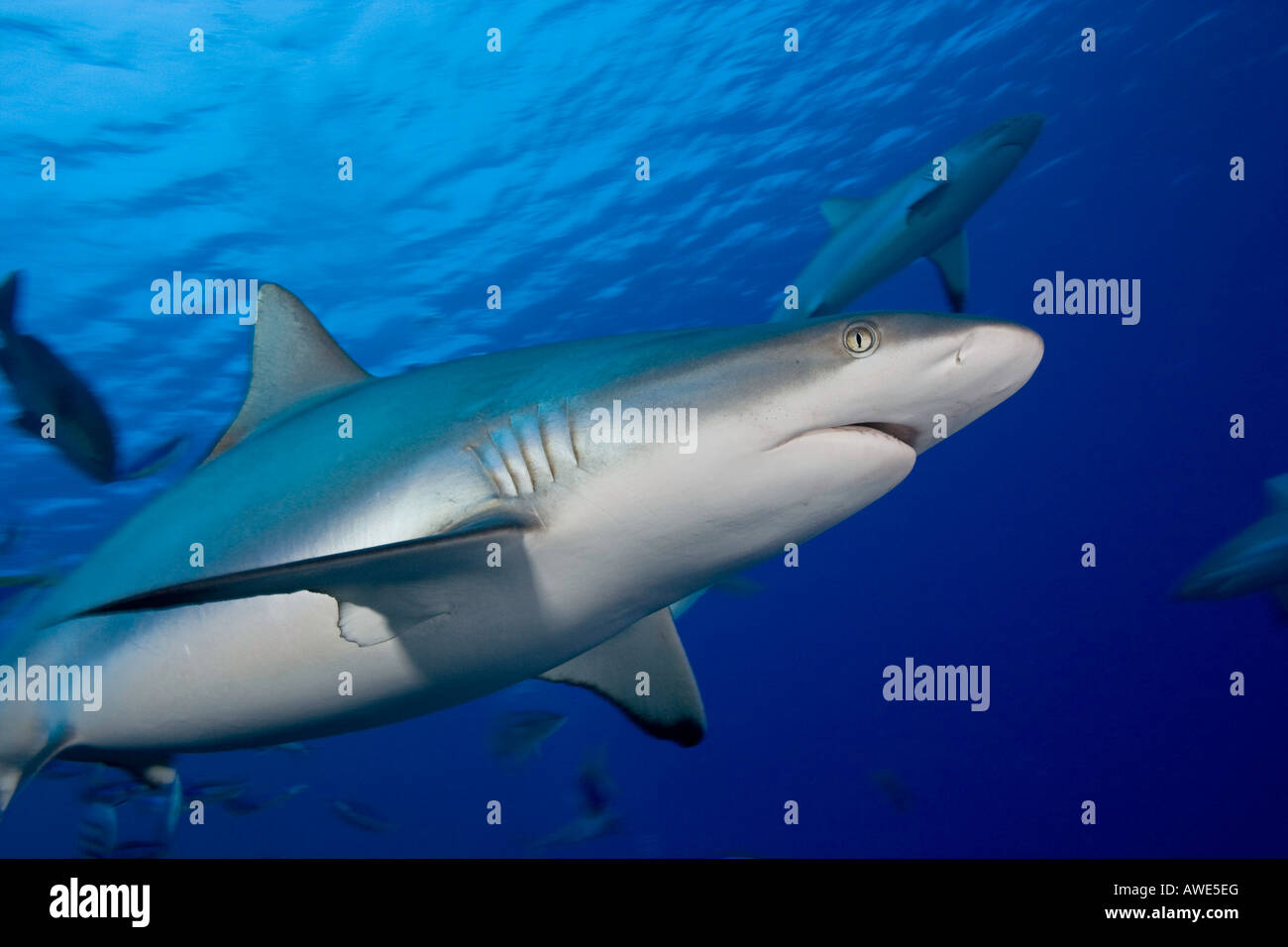 Carcharhinus amblyrhynchos hi-res stock photography and images - Alamy