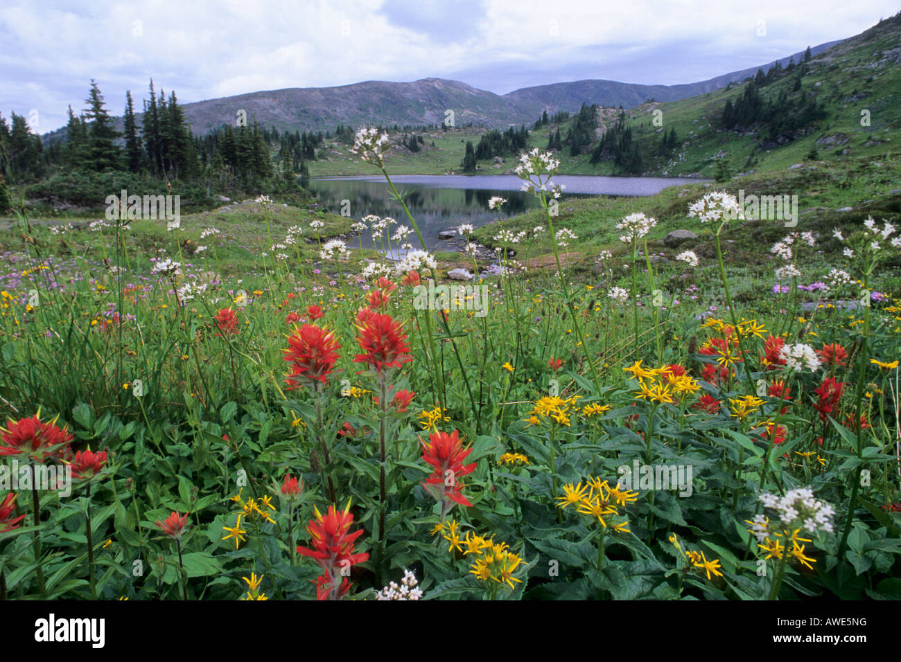 Sheila Lake Trophy Meadows Wells Gray Provincial Park British Columbia ...