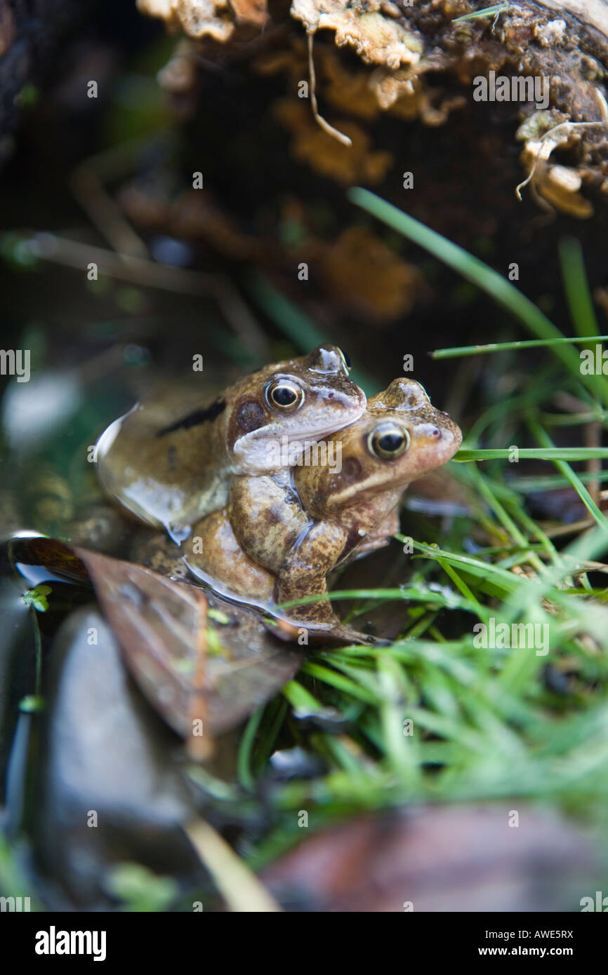 Frogs mating in a garden pond Stock Photo - Alamy