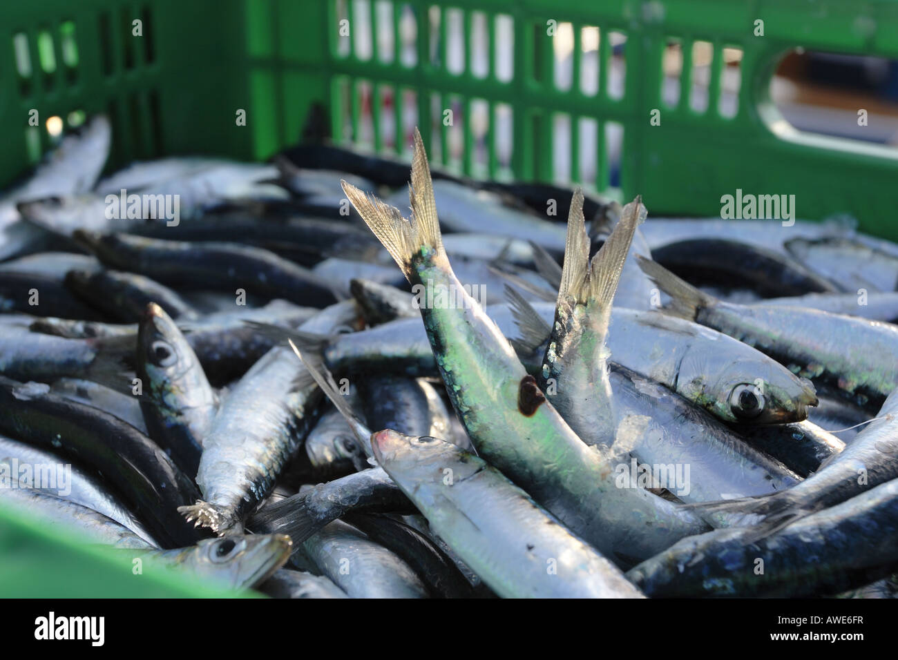 Sardines in a box ready to go to market from Playa San Juan Tenerife ...