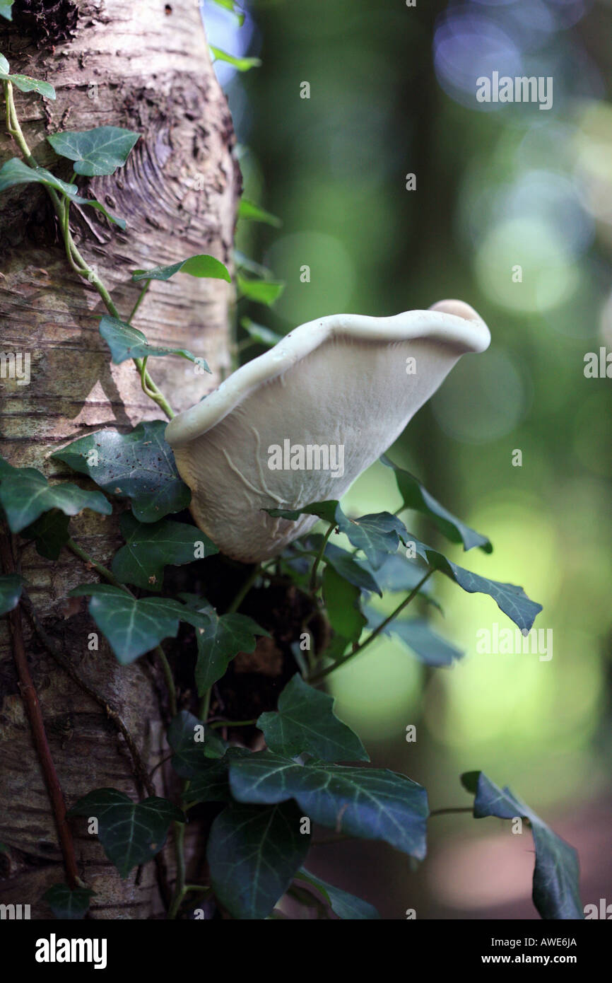 Fungus Birch Polypore (Piptoporus betulinus Stock Photo - Alamy