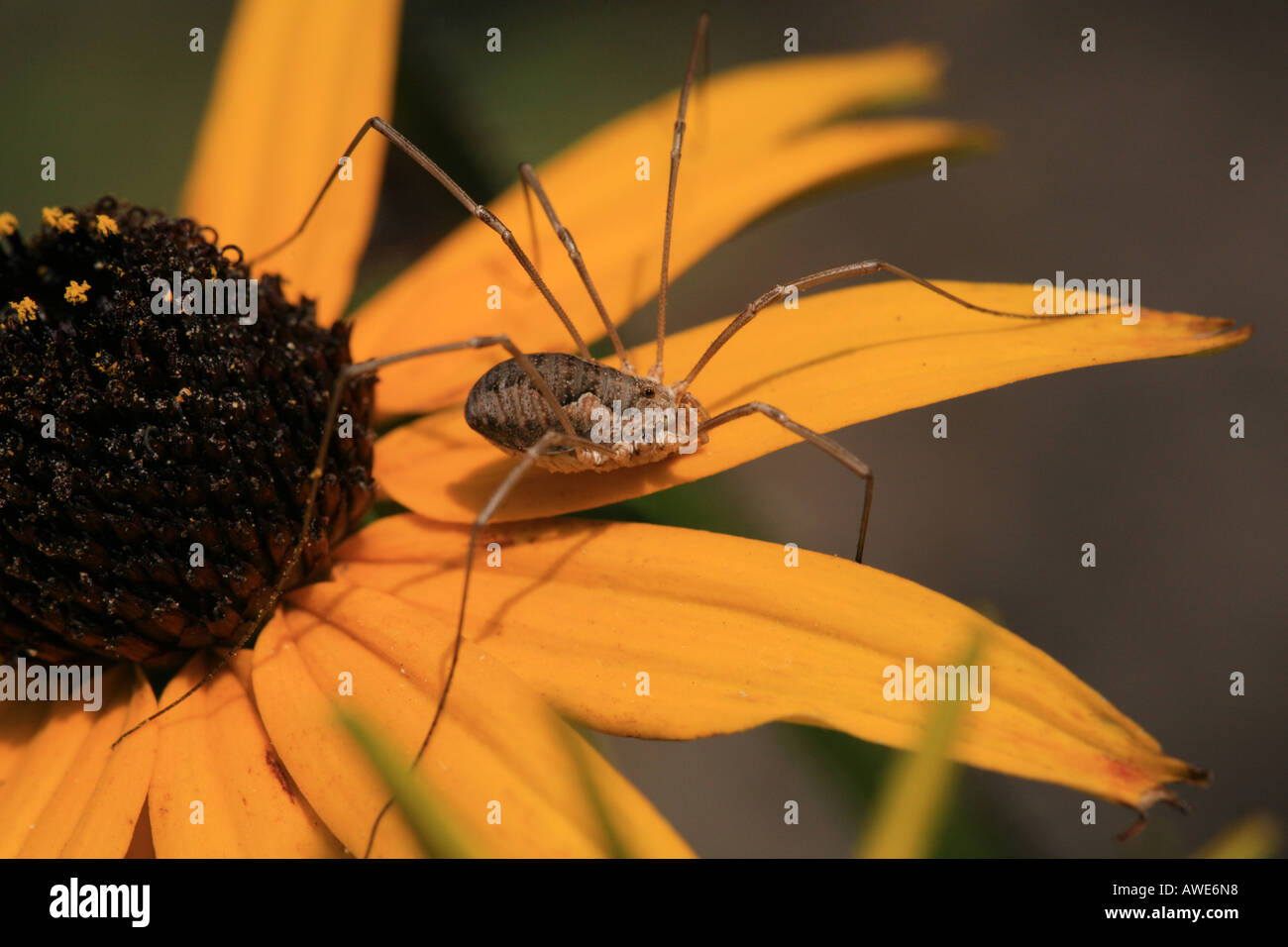 Harvest spider hi-res stock photography and images - Alamy