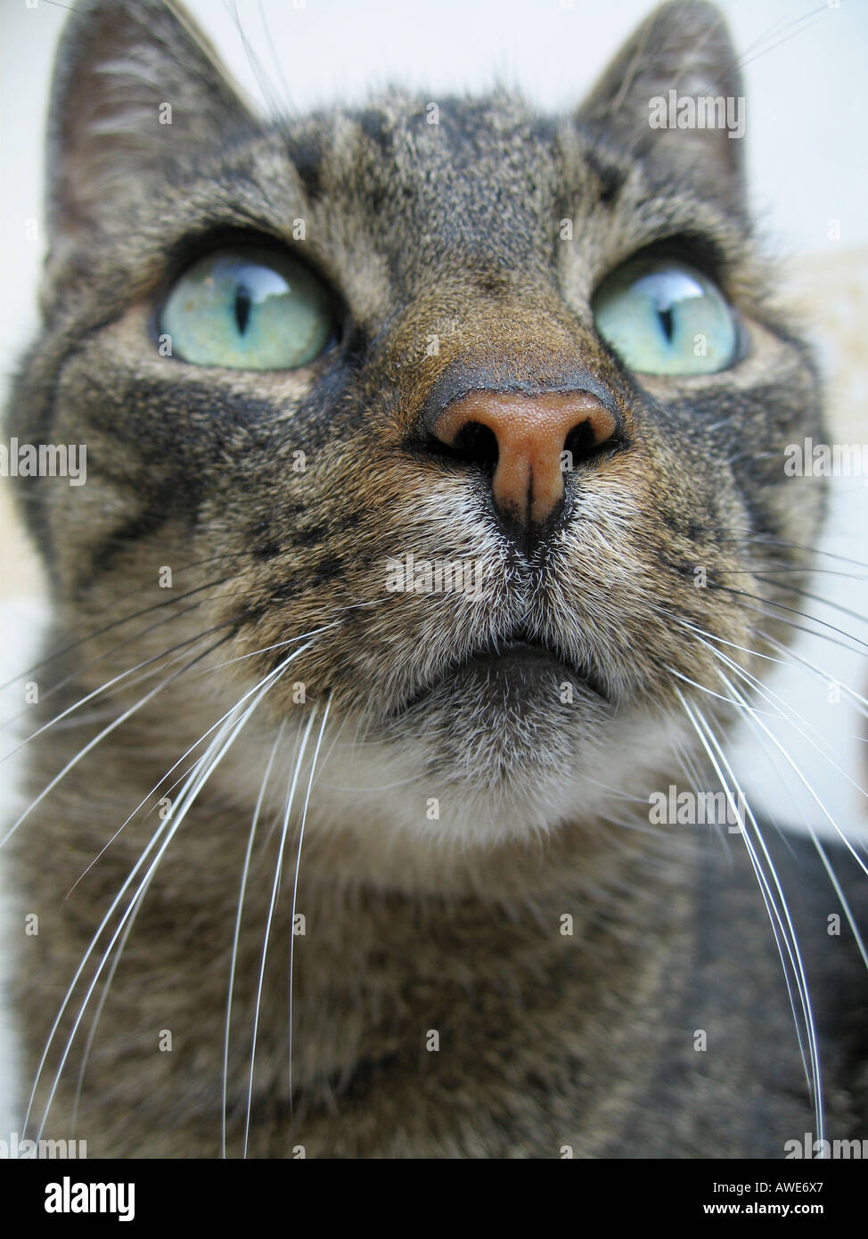 Moustache High Resolution Stock Photography and Images - Alamy