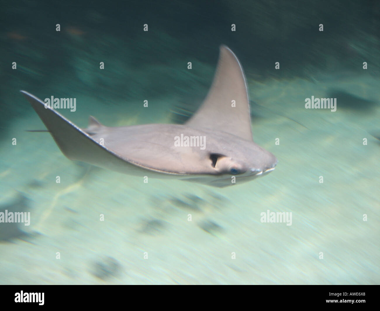 A ray in the water Stock Photo - Alamy