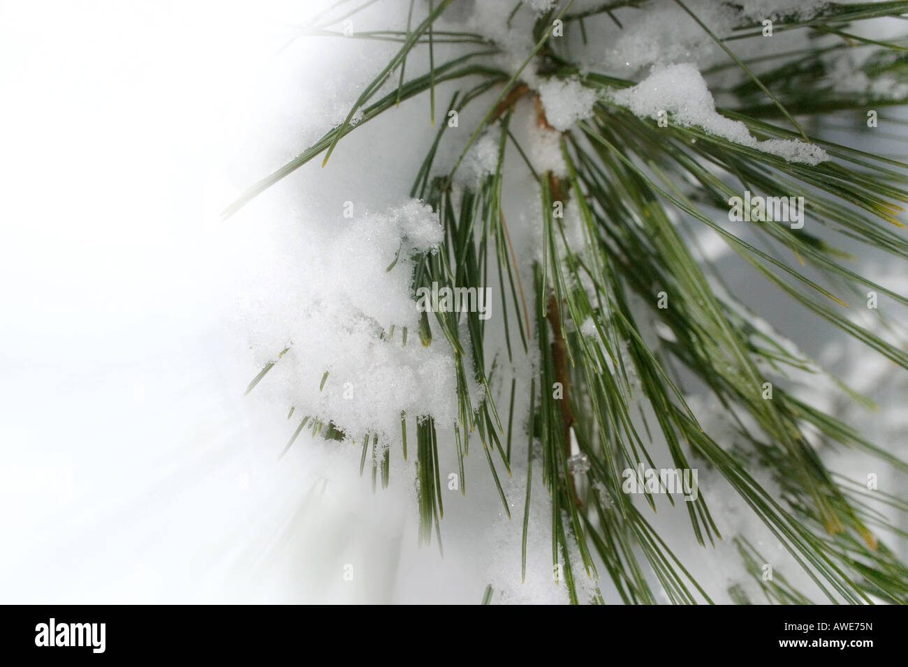 Pine bough snow hi-res stock photography and images - Alamy