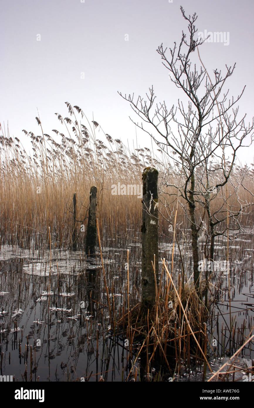 wetlands on the shore of Lough MacNean on a cold February morning, near ...