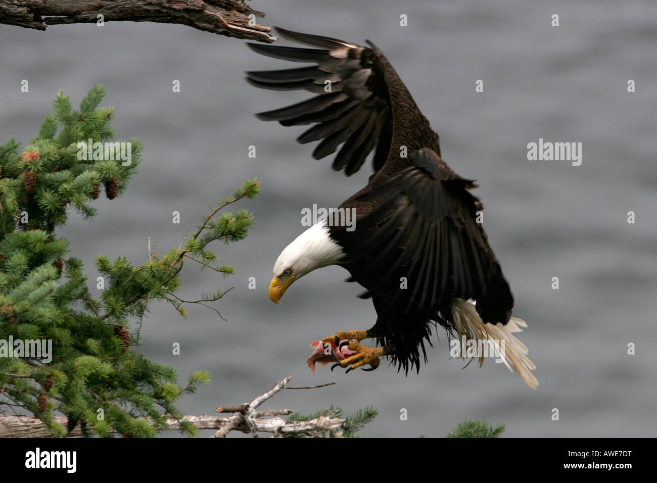 Bald Eagle Haliaeetus leucocephalus swooping down to land on nest with ...