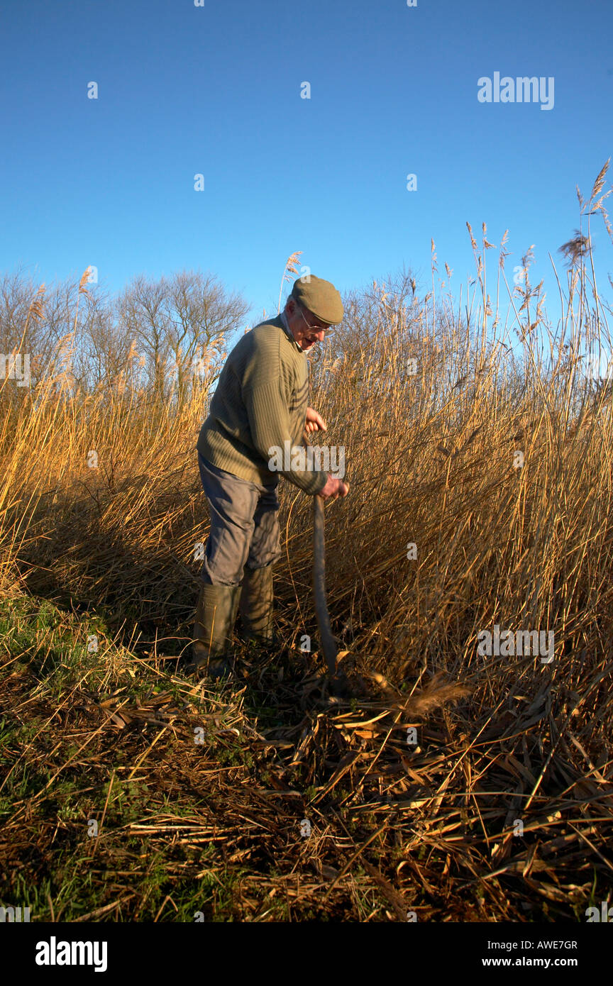 Norfolk reed sedge hi-res stock photography and images - Alamy