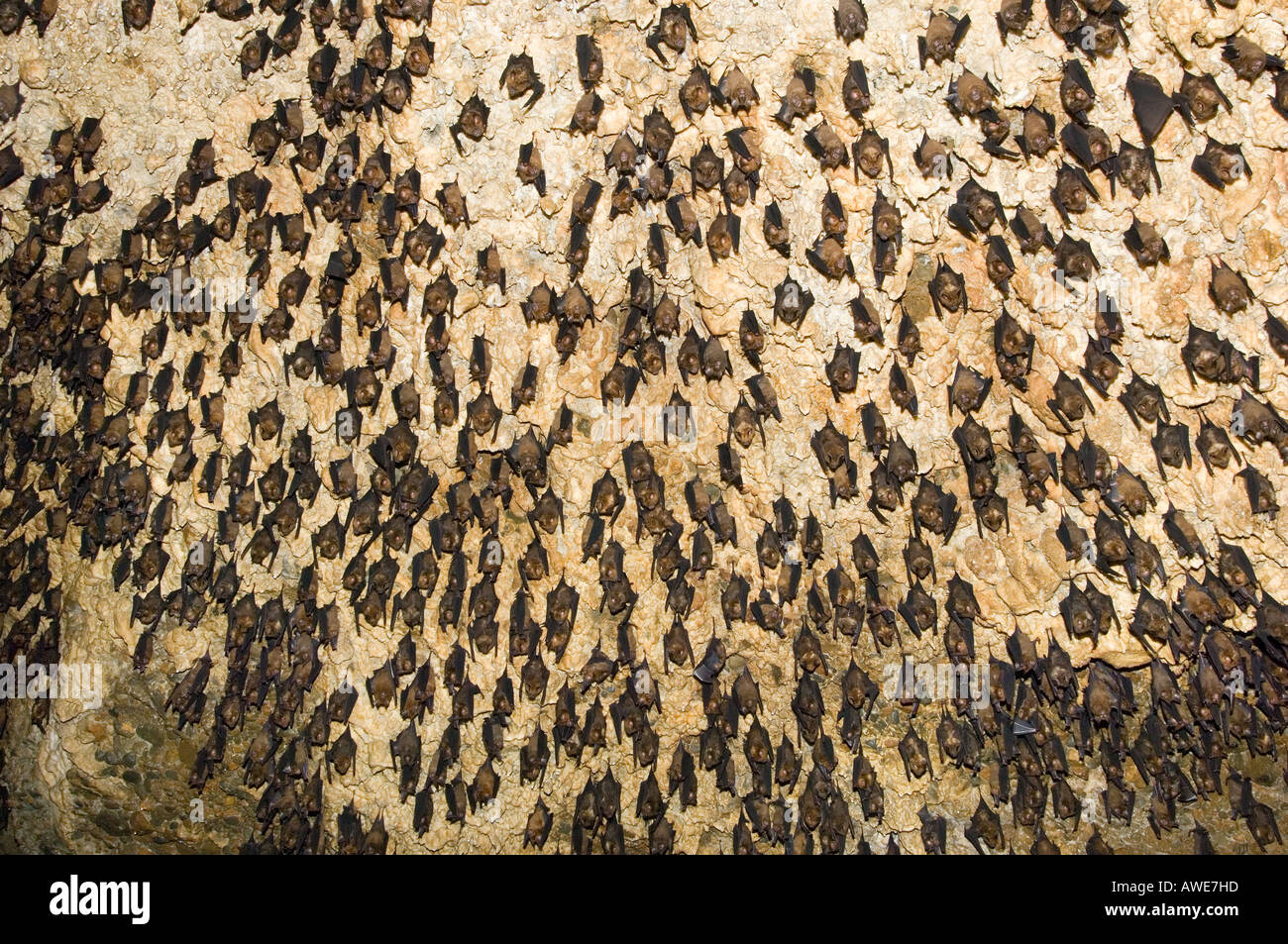 Asian bats hi-res stock photography and images - Alamy