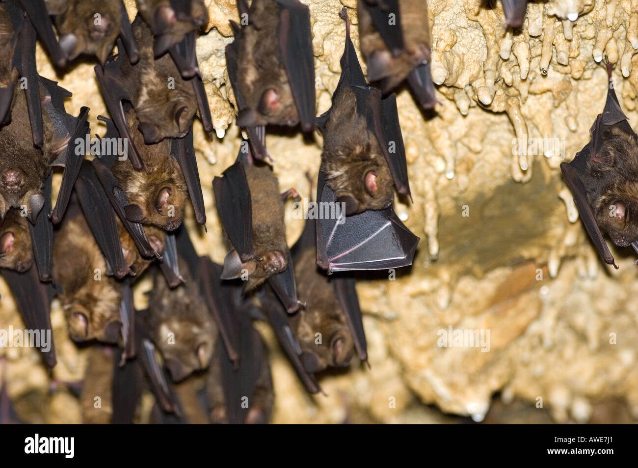 Horseshoe bats asia hi-res stock photography and images - Alamy