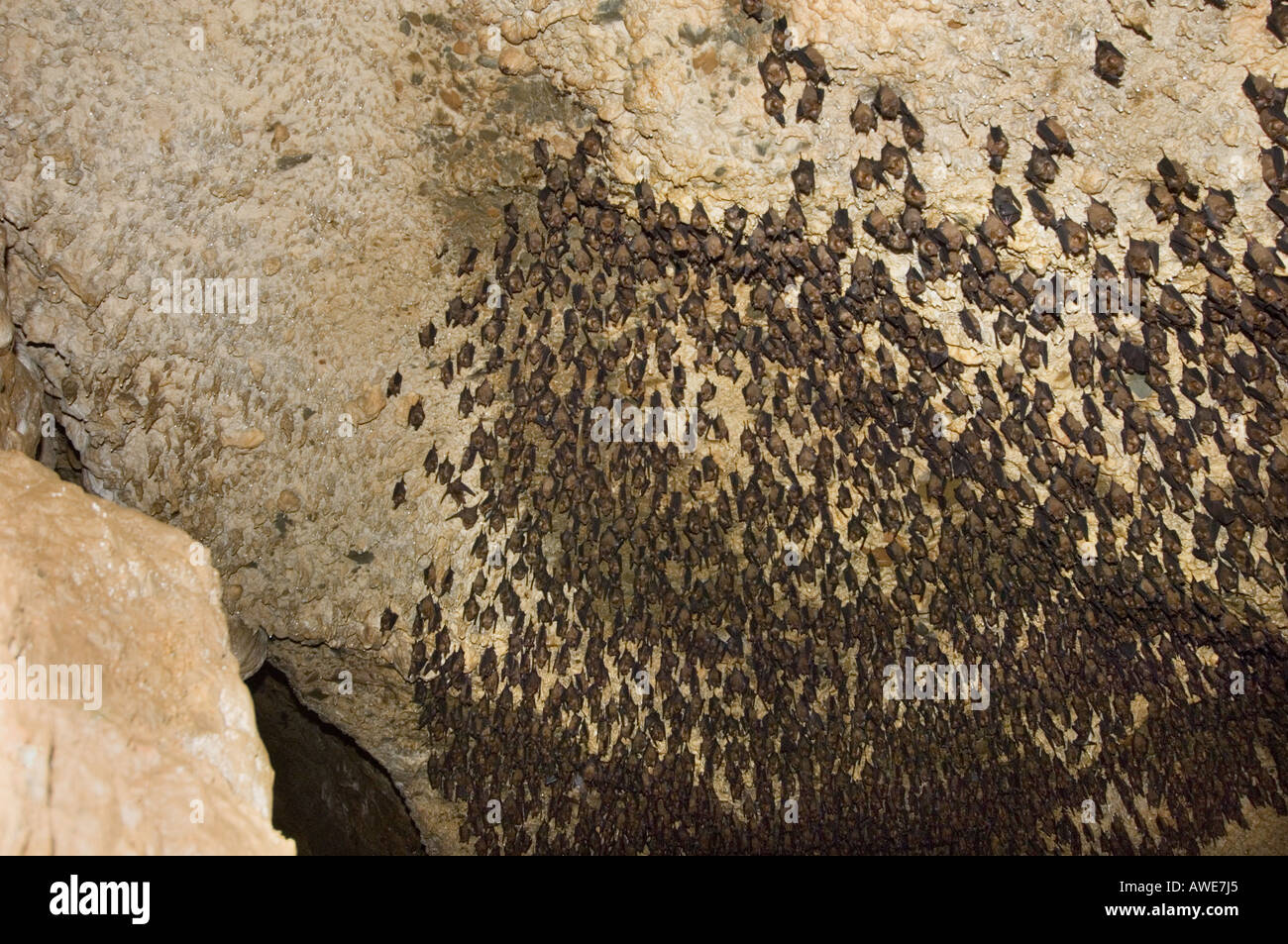 Horseshoe bats asia hi-res stock photography and images - Alamy