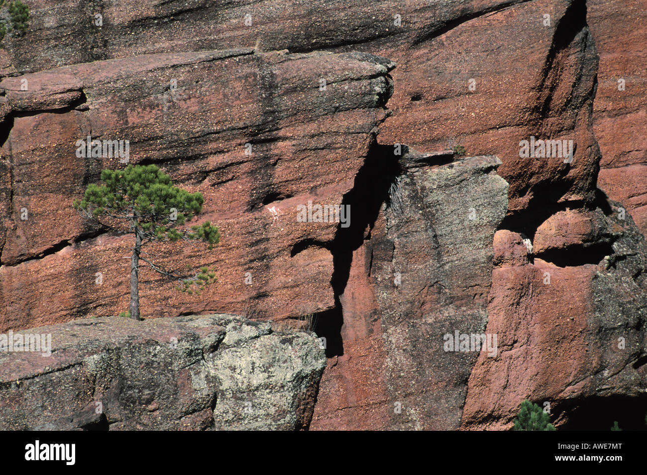 Lonely pine tree, sandstone cliffs, Pinares de rodeno, Teruel Spain ...