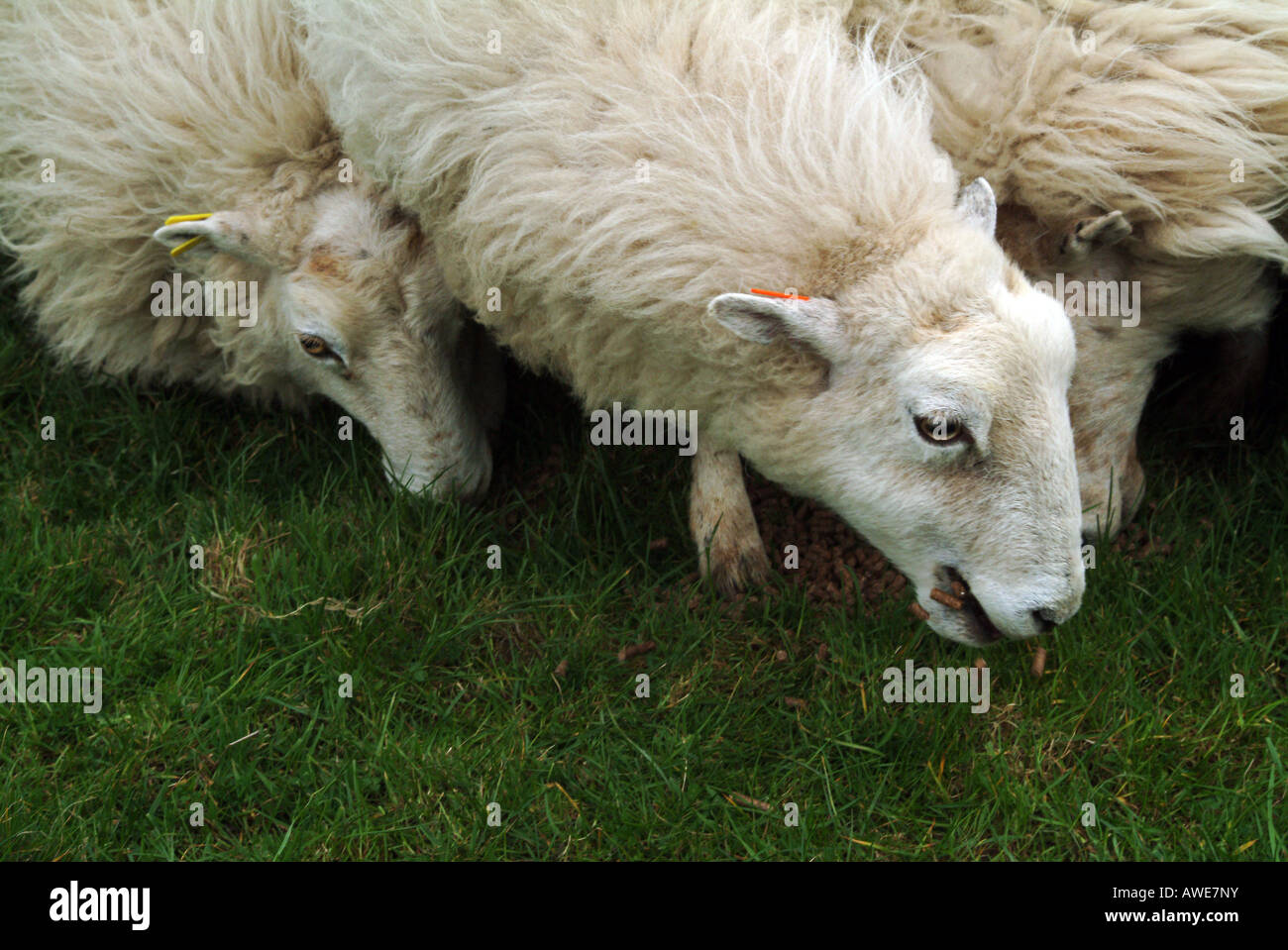 Head Shots of sheep grazing on Welsh grass Stock Photo - Alamy