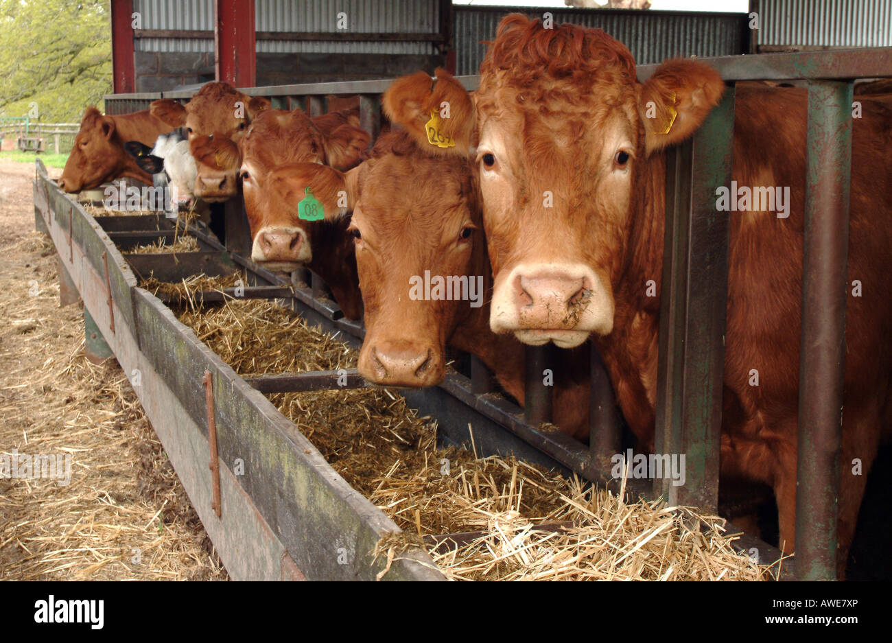Line-up of beef suckler cattle feeding on straw in trough at open sided ...