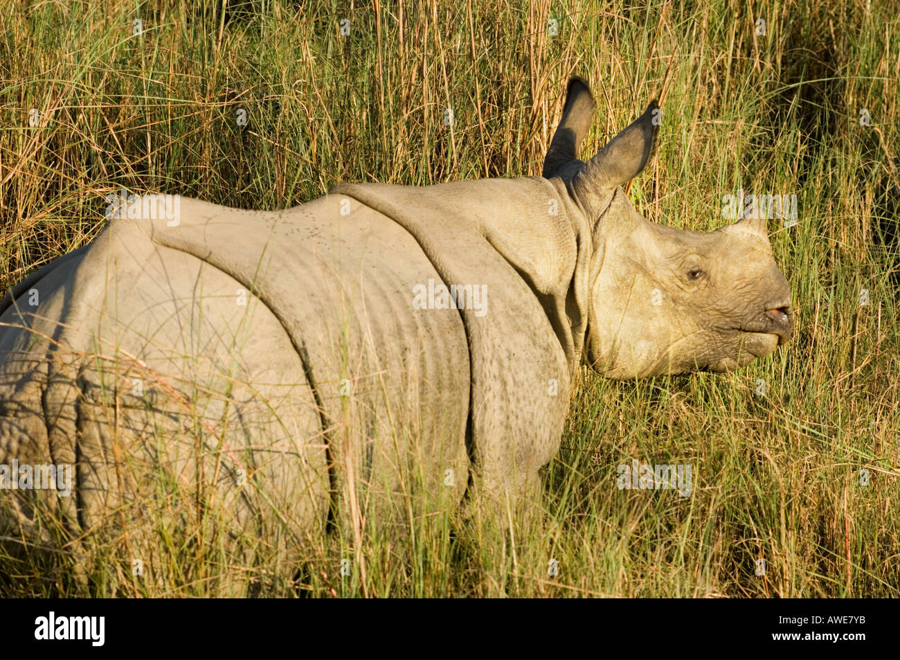 wild asian indian rhino rhinoceros at Royal Chitwan National Park ...