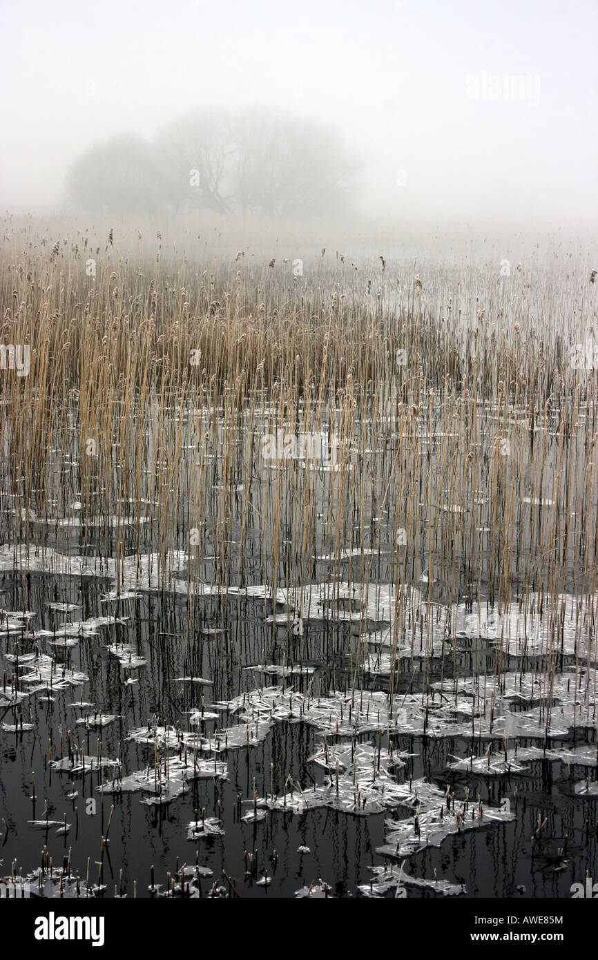 Irish wetlands hi-res stock photography and images - Alamy