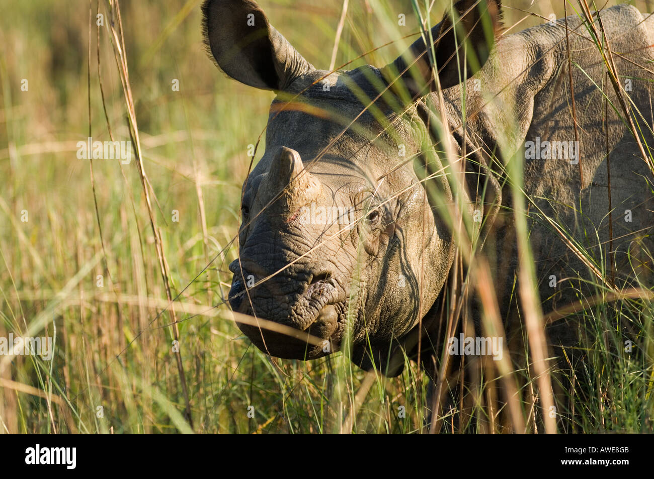 wild asian indian rhino rhinoceros at Royal Chitwan National Park ...