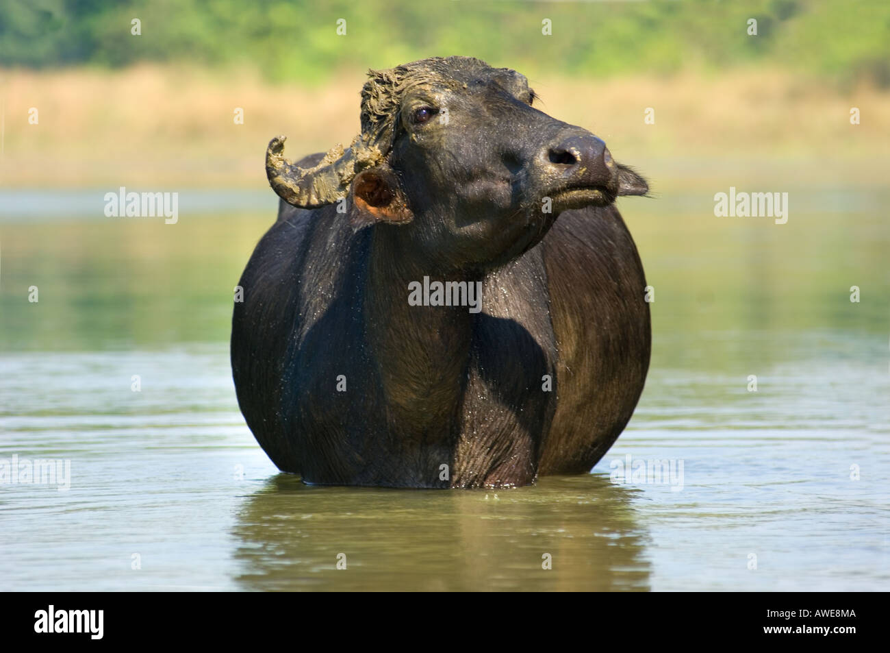 dark black cows cattles calf standing in water river at a meadow ...