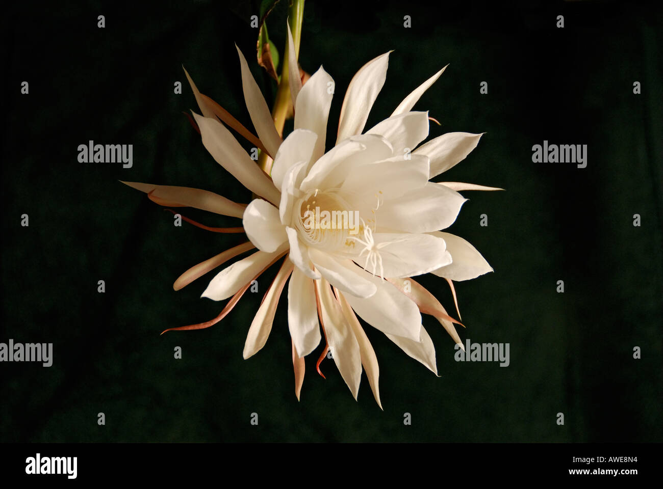 "Night ^blooming cereus flower in full bloom Stock Photo - Alamy