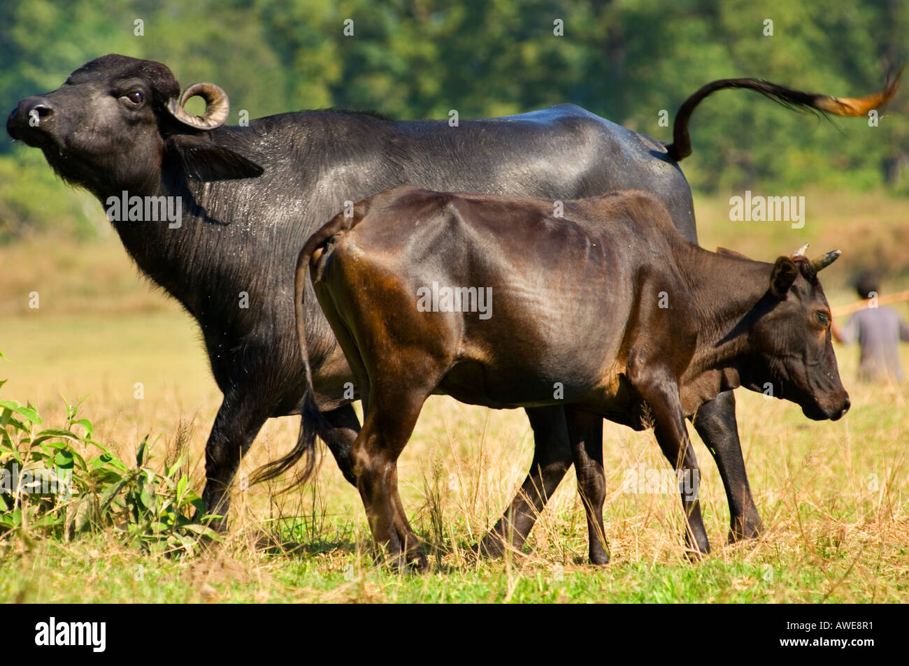 dark black cows cattles calf at a meadow pasture willow NEPAL Asia ...
