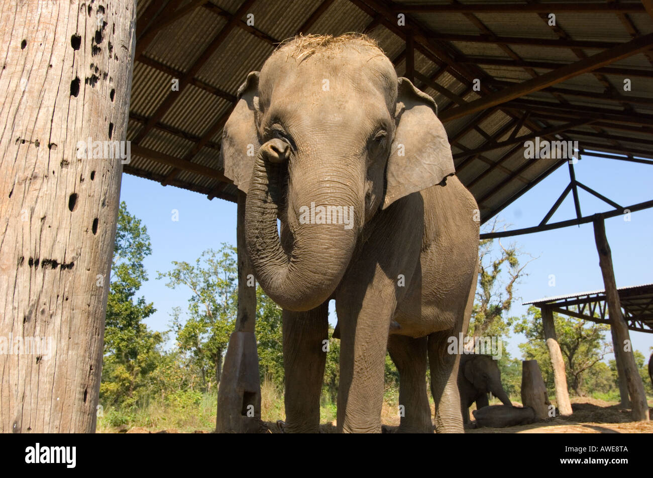 elefant at the Elephant Breeding Center Royal Chitwan National Park ...