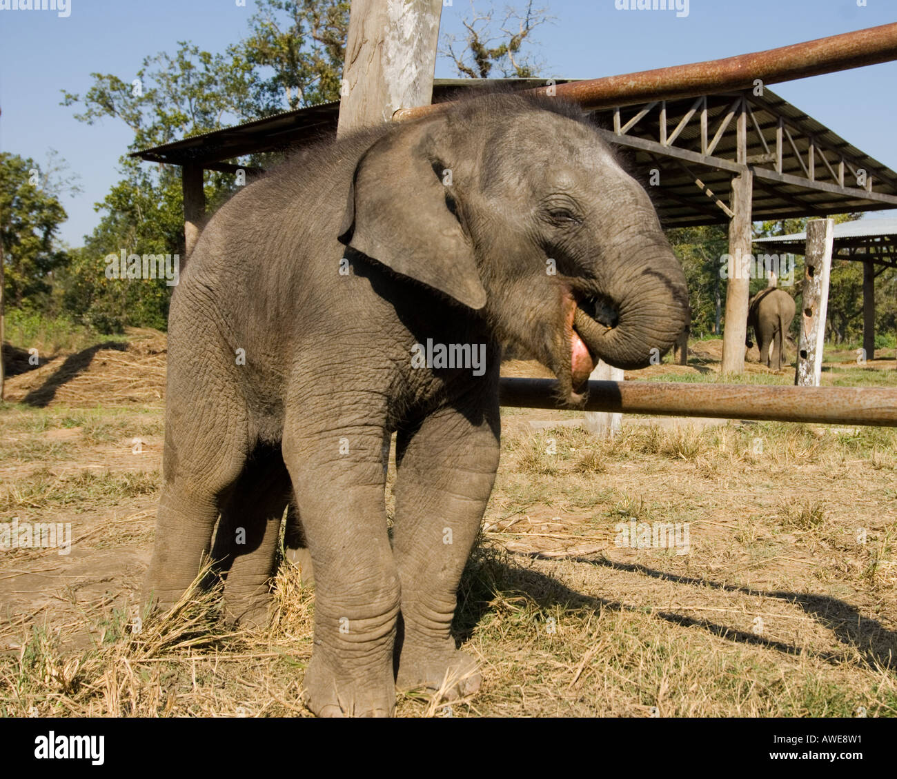 elefant baby climbing a fence at the Elephant Breeding Center Royal ...