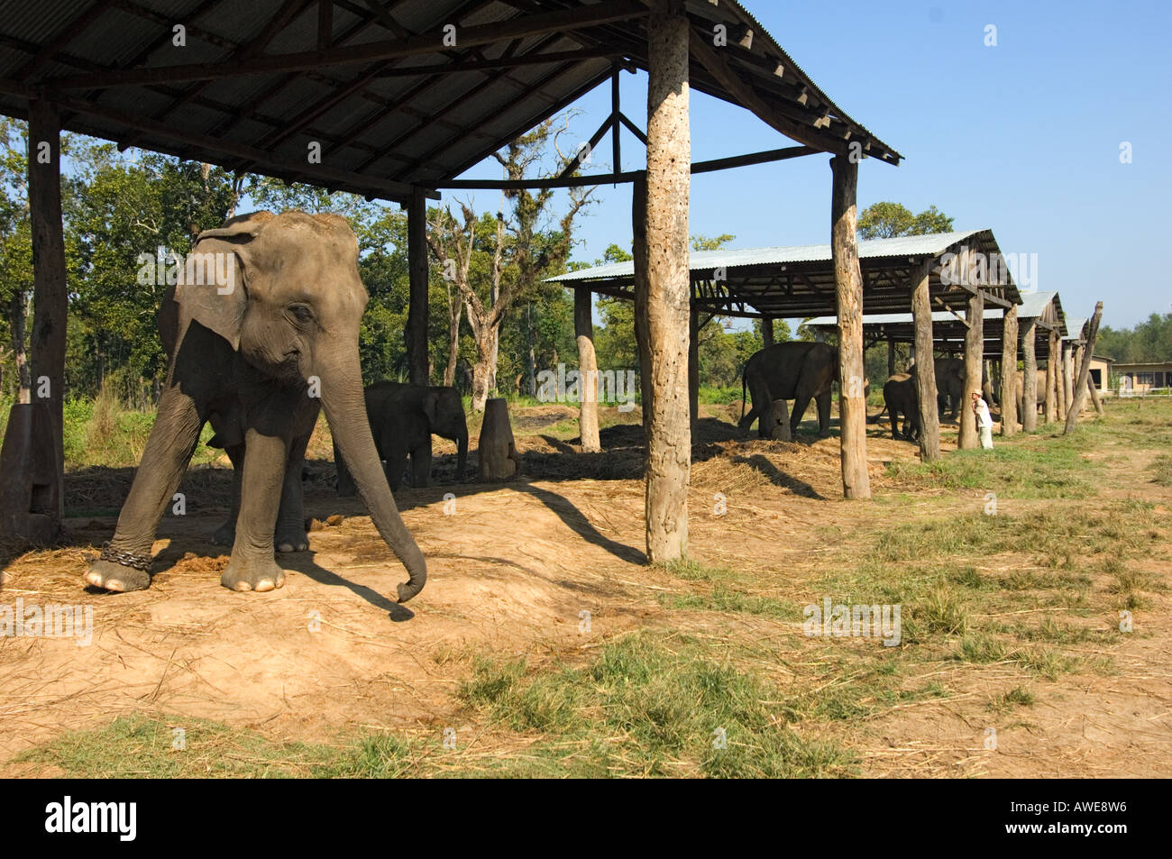 elefant at the Elephant Breeding Center Royal Chitwan National Park ...