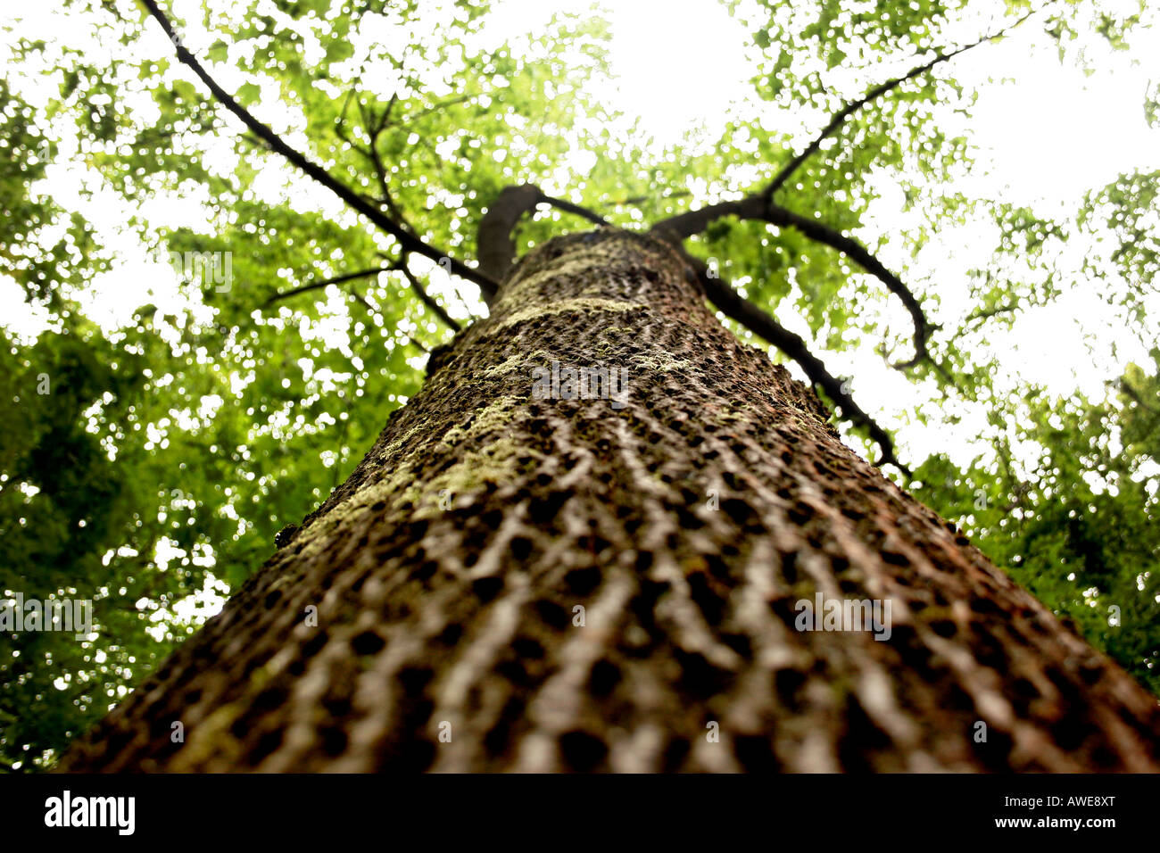 A tree trunk from beneath Stock Photo - Alamy