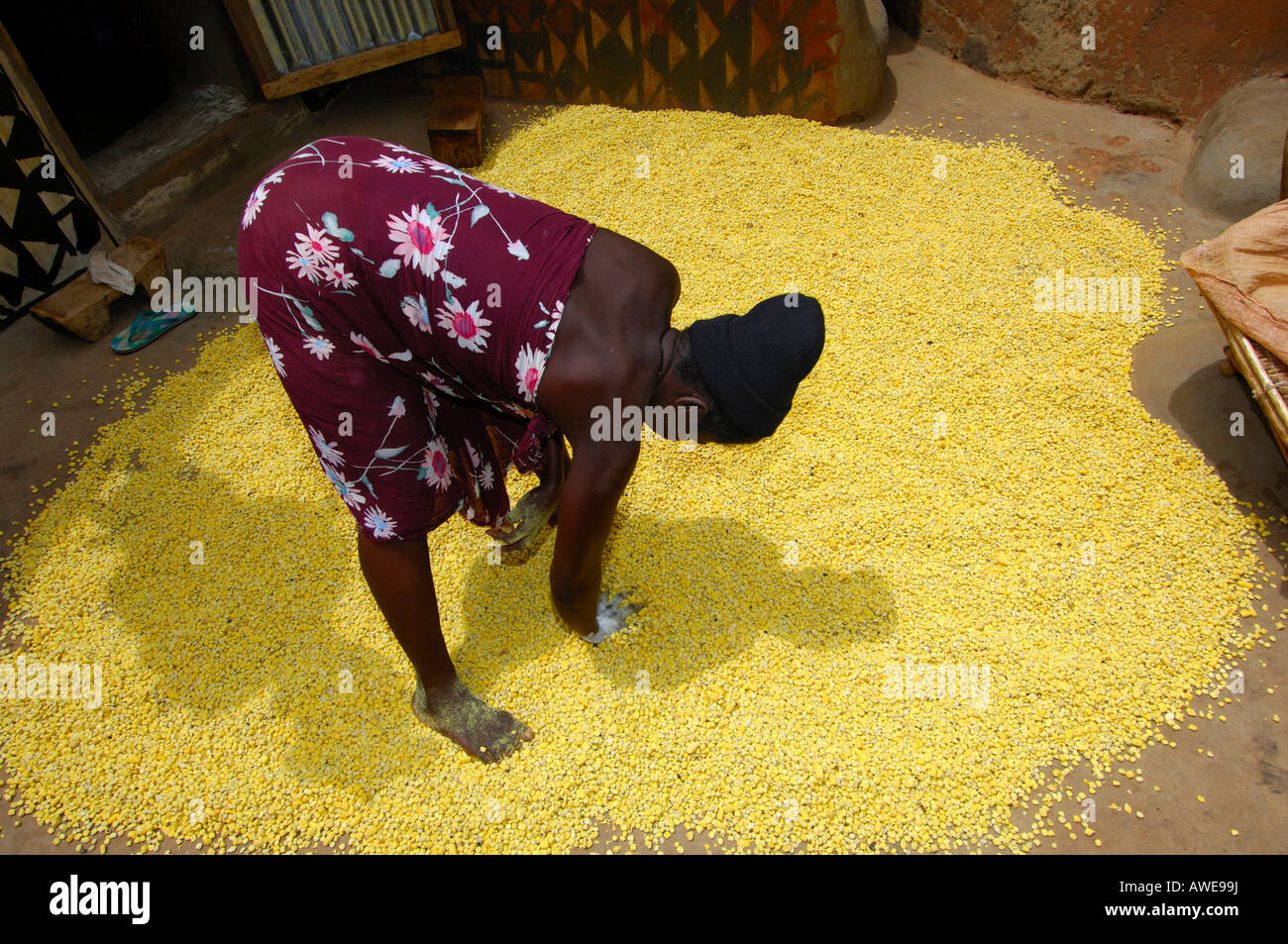 Woman prepares seeds of the African locust bean tree, Parkia biglobosa ...